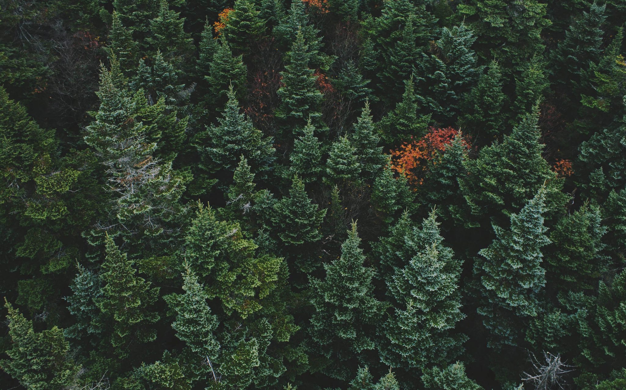 Look for an Evergreen (To)Day - DFW Airport Earth Day