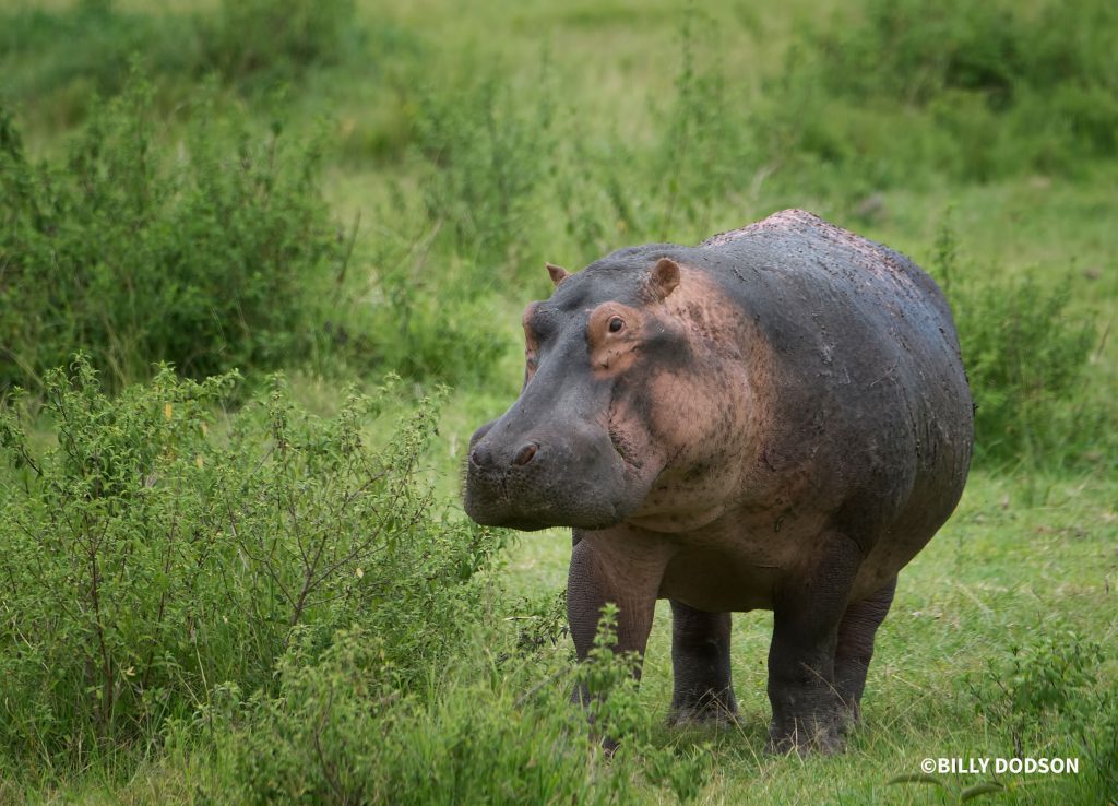 Happy World Hippo Day! - DFW Airport Earth Day