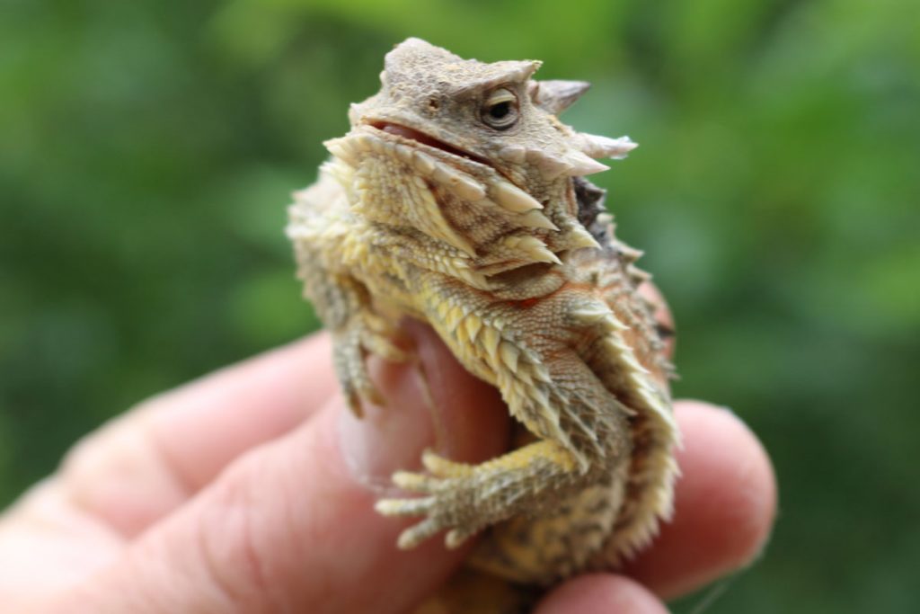 Restoring the Texas horned lizard population - DFW Airport Earth Day